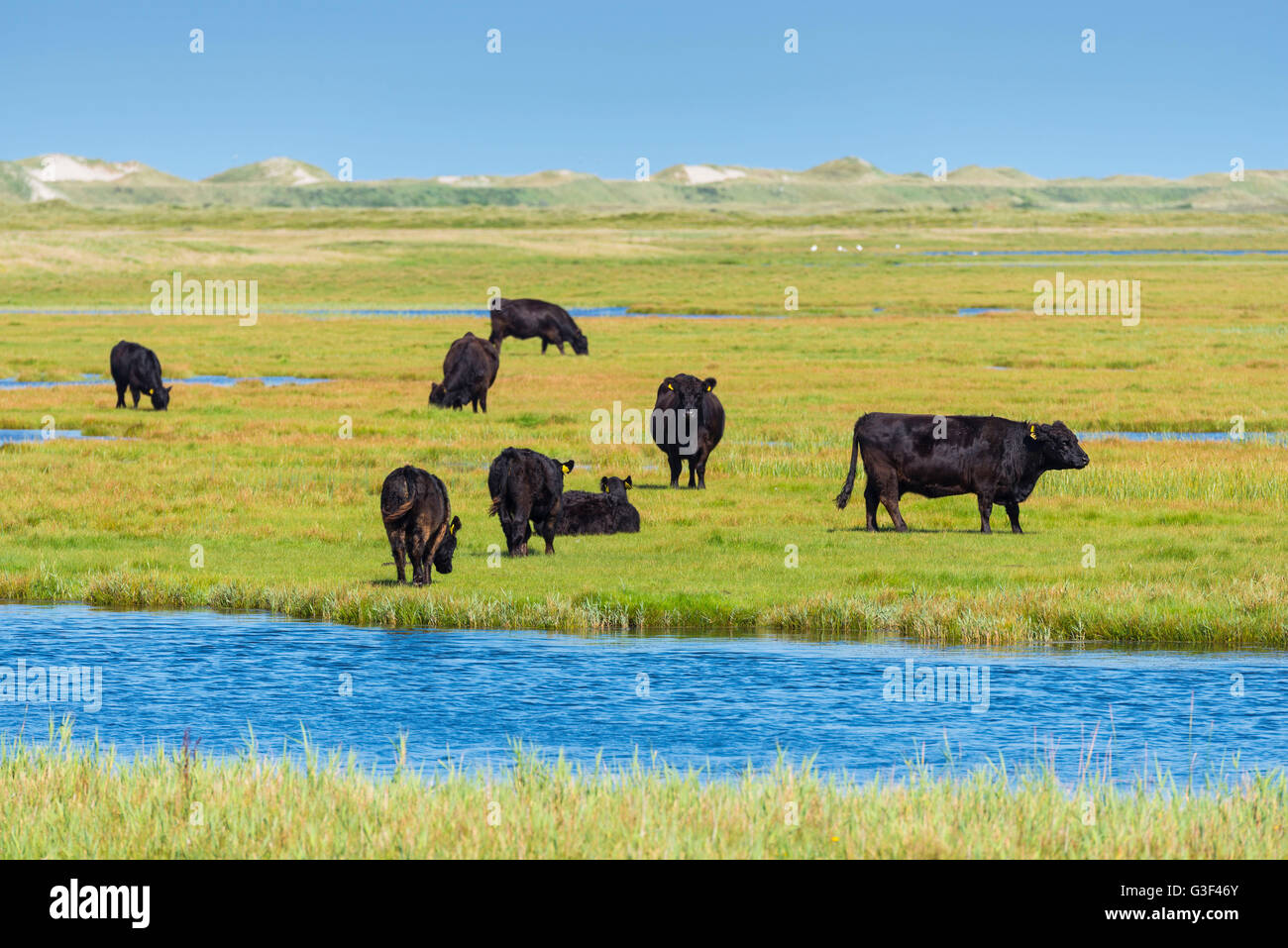 Jutland cattle hi-res stock photography and images - Alamy