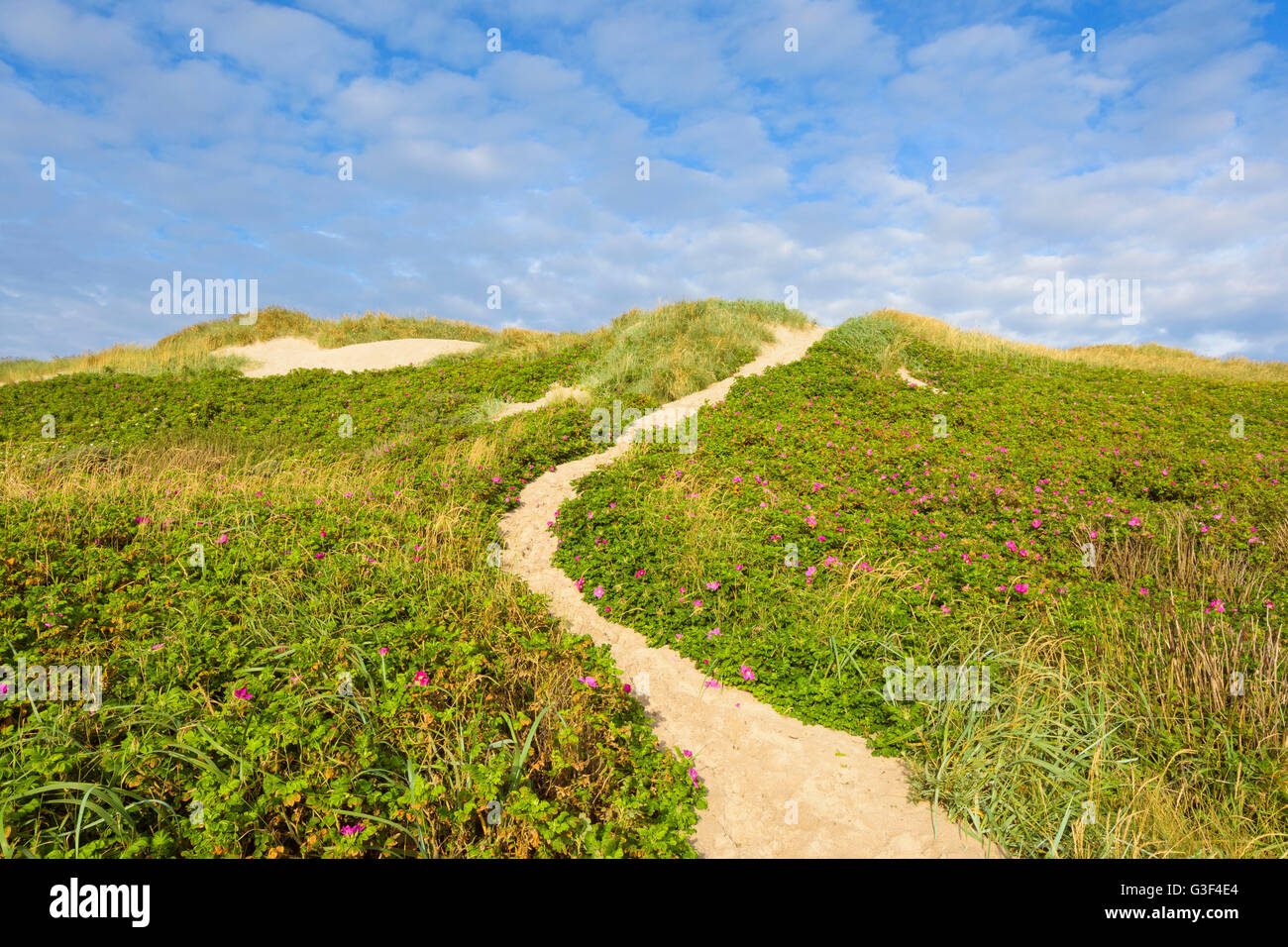 Sandy path to beach hi-res stock photography and images - Alamy