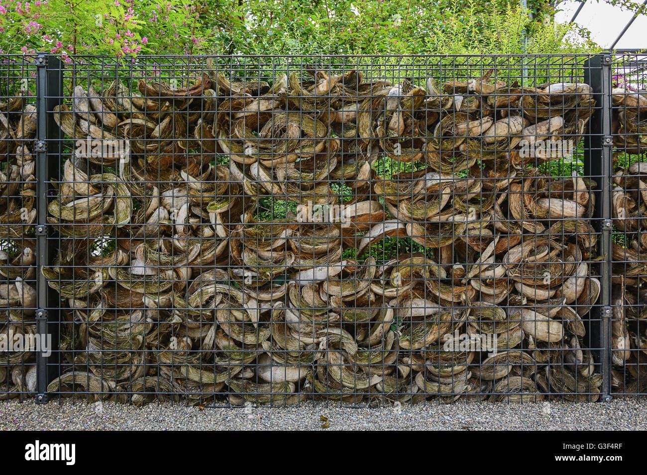 Void barriers filled shell of a coconut Stock Photo - Alamy