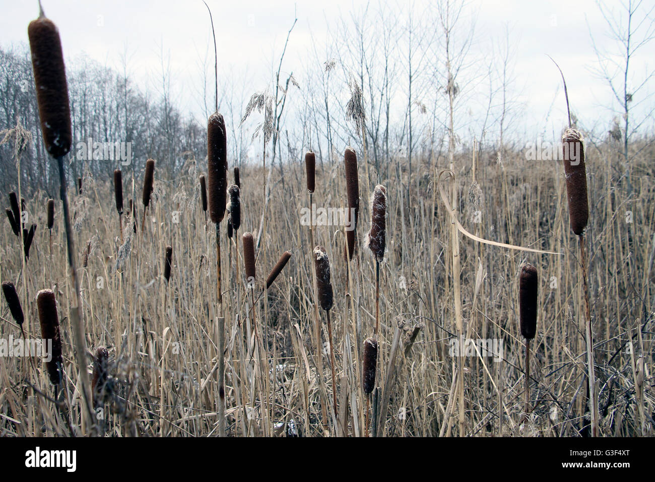 Spring cattail marsh hi-res stock photography and images - Alamy