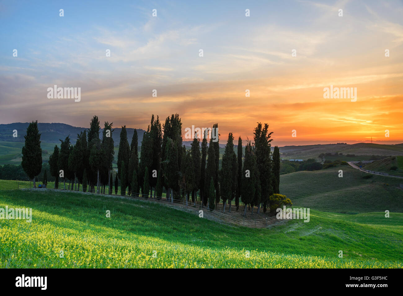 Sunset over a group of cypress trees and yellow flowers near Torrenieri ...