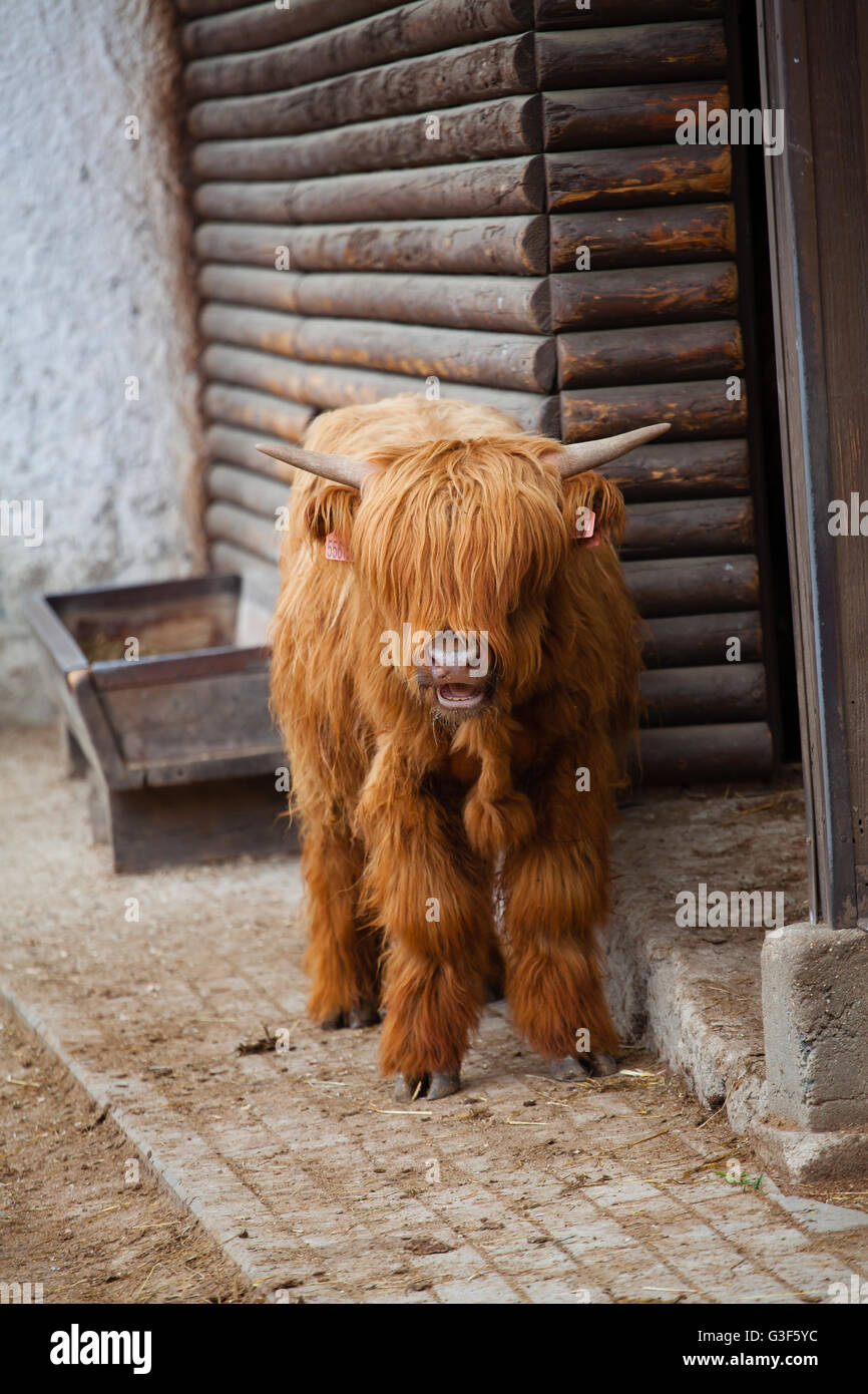 The mighty Scotland highland cattle in a zoo Stock Photo - Alamy