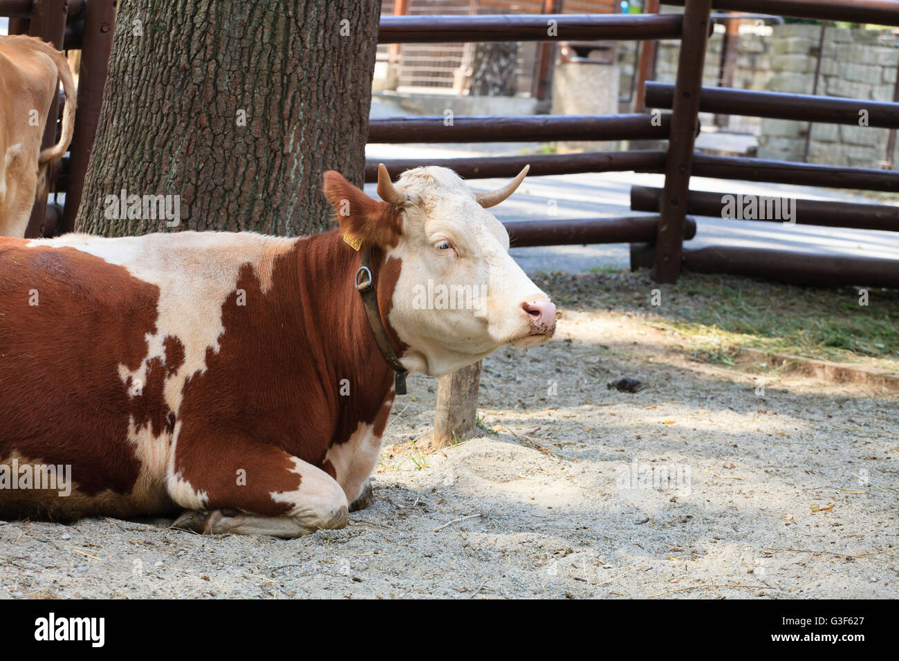 Resting cow annoys insects Stock Photo - Alamy
