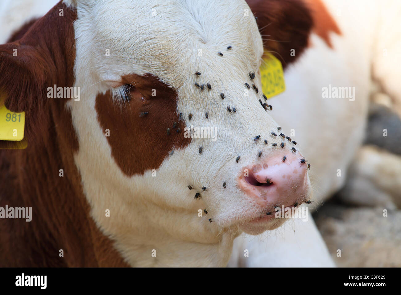 Resting cow annoys insects Stock Photo - Alamy
