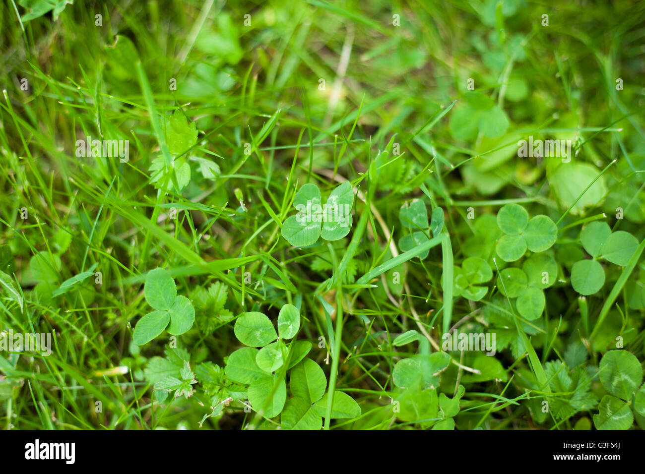 four-leaf clover in the grass (Shallow DOF Stock Photo - Alamy