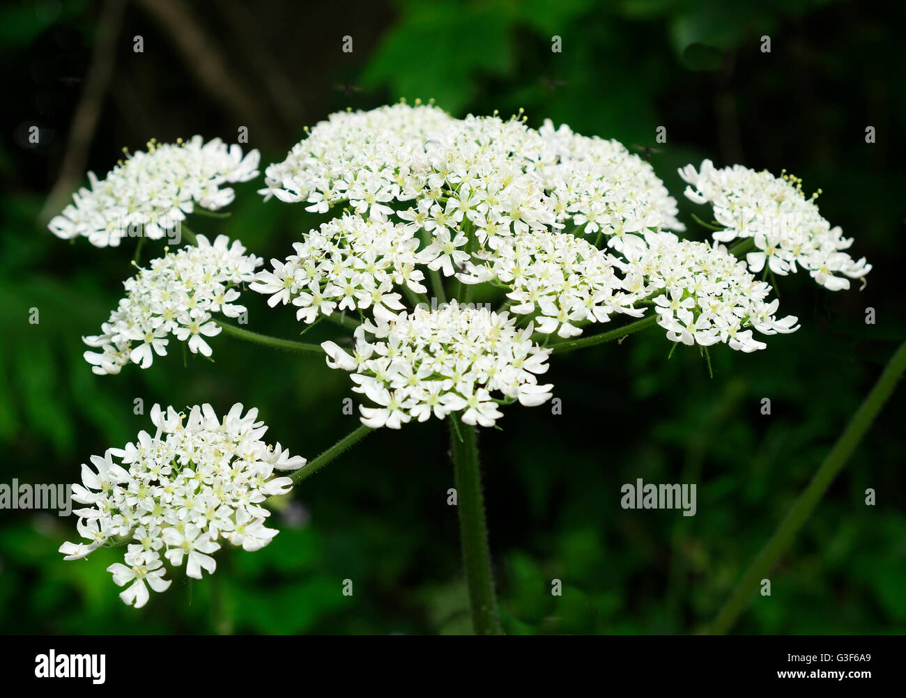 Cow Parsley Anthriscus Sylvestris Stock Photo - Alamy