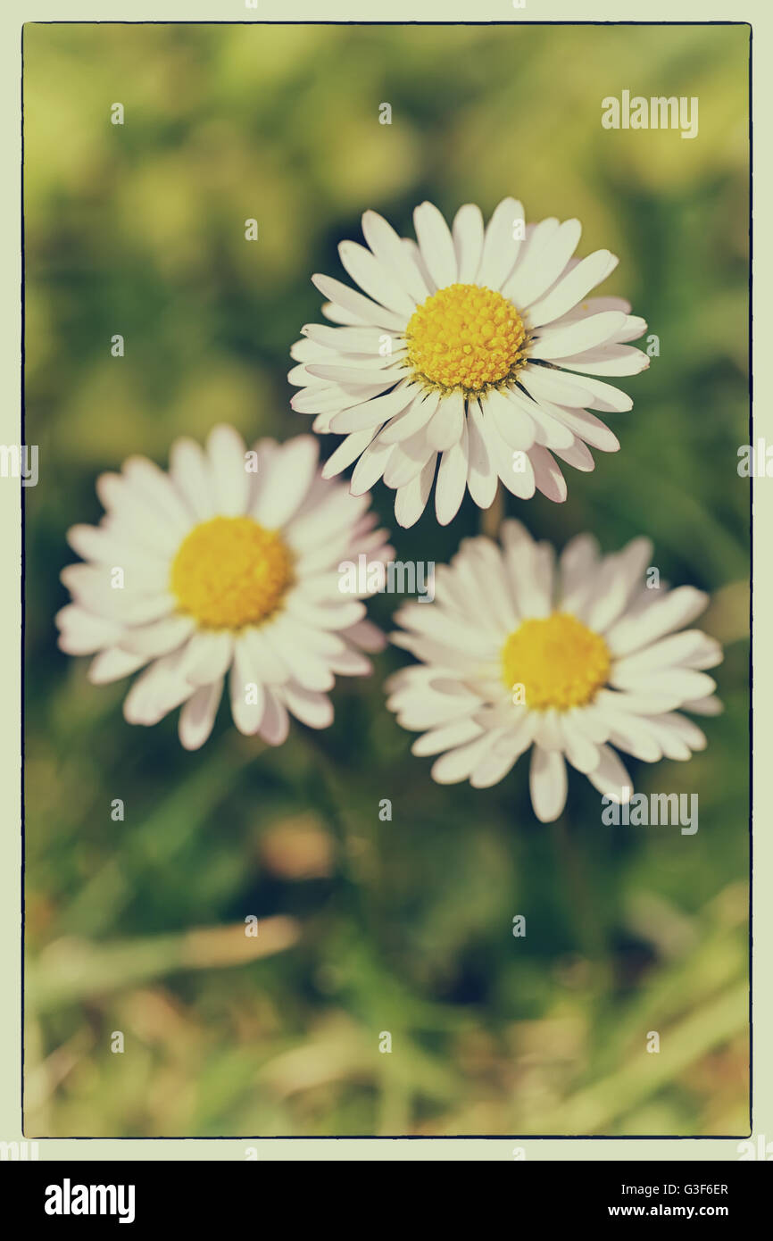Field Of Daisies Vintage