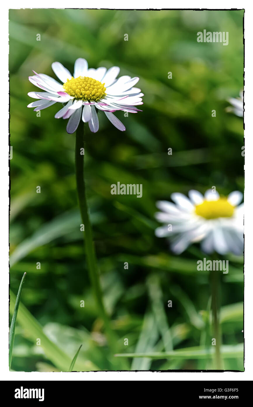 Daisy blossom grass Cut Out Stock Images & Pictures - Alamy