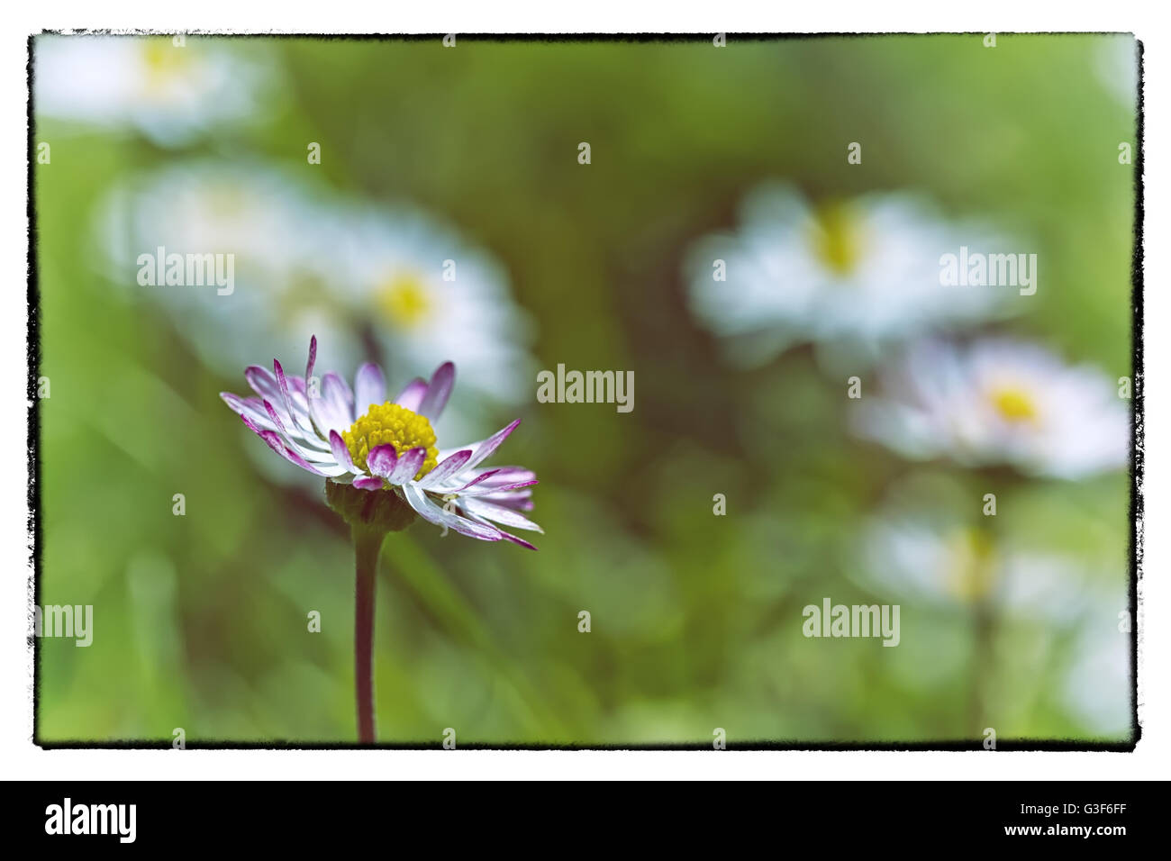 Beautiful field daisies Cut Out Stock Images & Pictures - Alamy