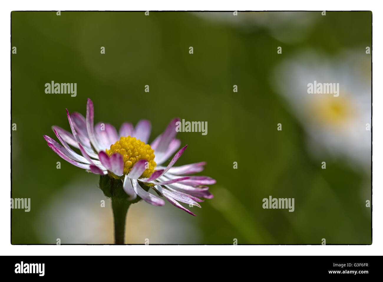 Spring in sunshine Cut Out Stock Images & Pictures - Alamy