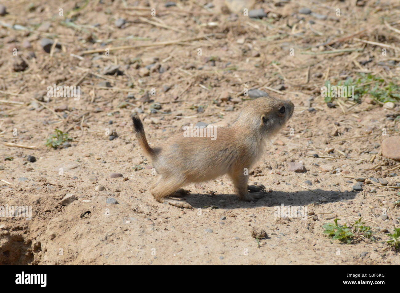 Prairie dog in the dirt Stock Photo - Alamy