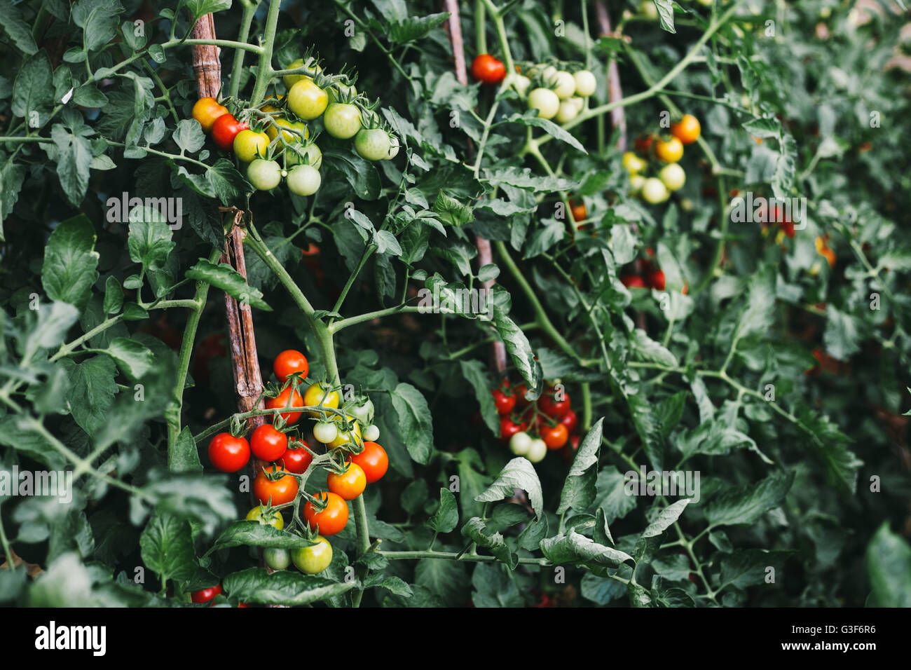 Growing tomato in the garden Stock Photo - Alamy