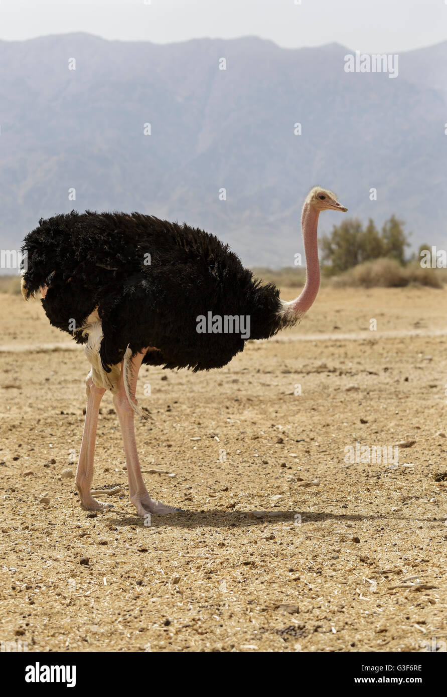 beautiful ostrich in the desert of Eilat Stock Photo - Alamy