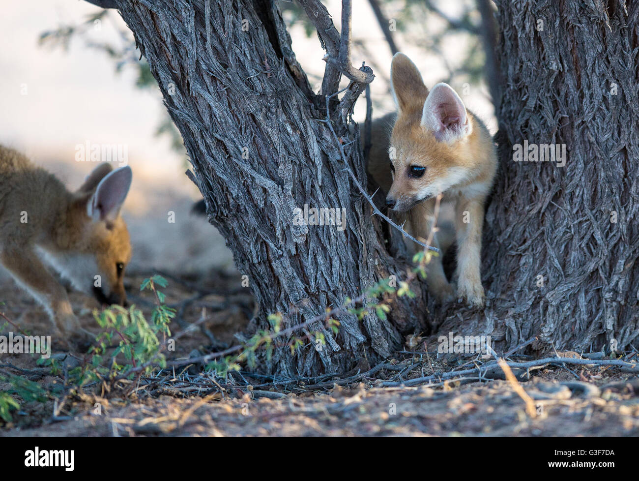Two cute baby Cape foxes exploring around a camelthorn tree in the ...