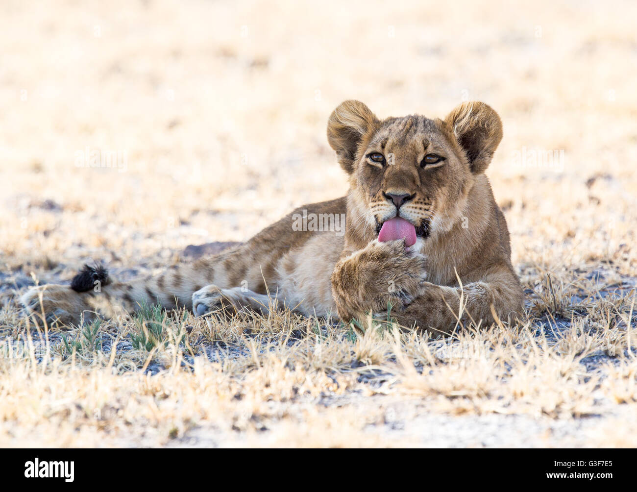 Lion cleans cub hi-res stock photography and images - Alamy