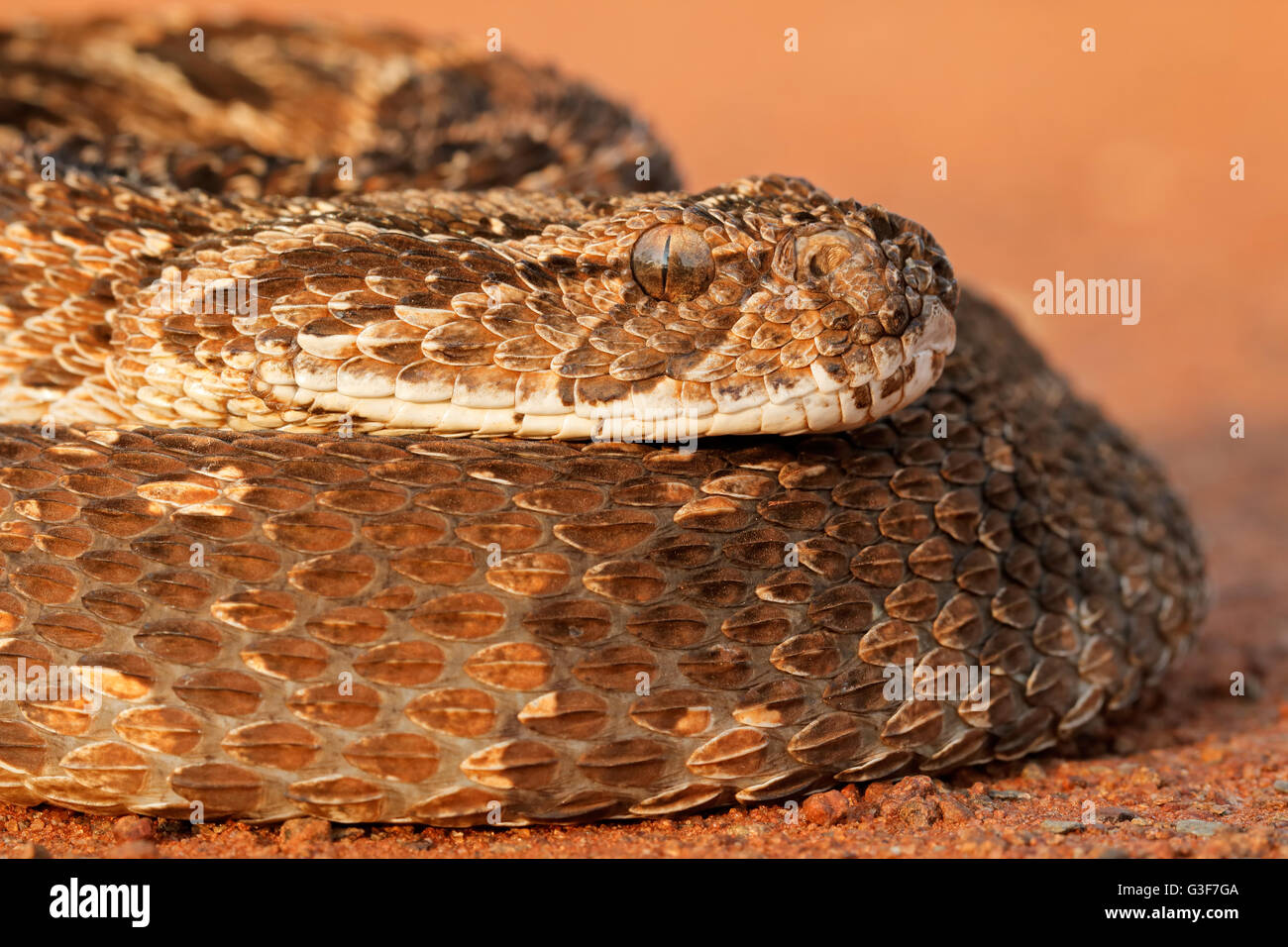 Portrait of a puff adder (Bitis arietans), South Africa Stock Photo - Alamy