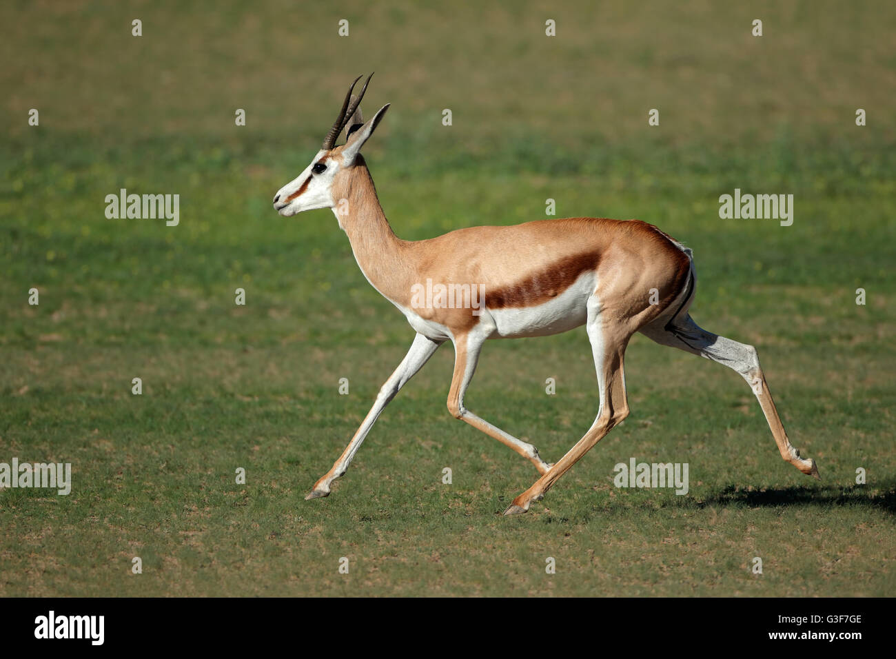 A springbok antelope (Antidorcas marsupialis) running, Kgalagadi, South ...
