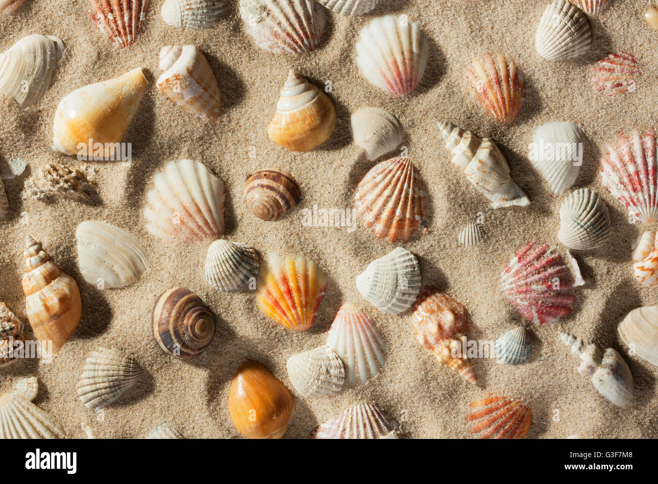 Beautiful background of sea shells on sand, view from above Stock Photo ...