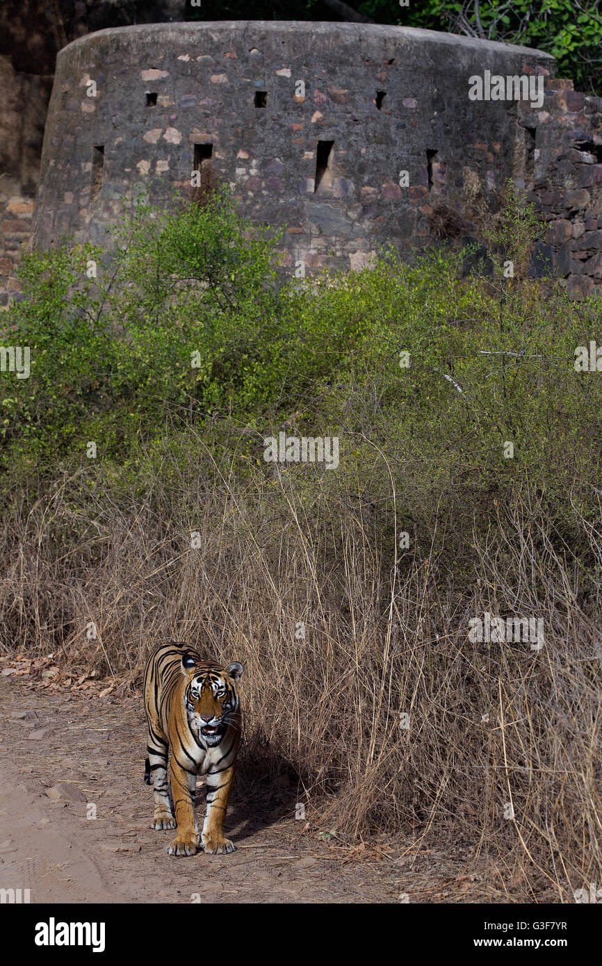 Ranthambore tiger ruins hi-res stock photography and images - Alamy