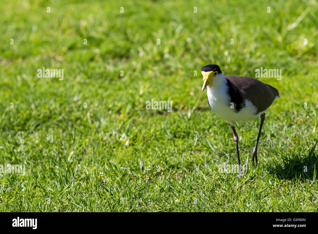 Black winged lapwing hi-res stock photography and images - Alamy