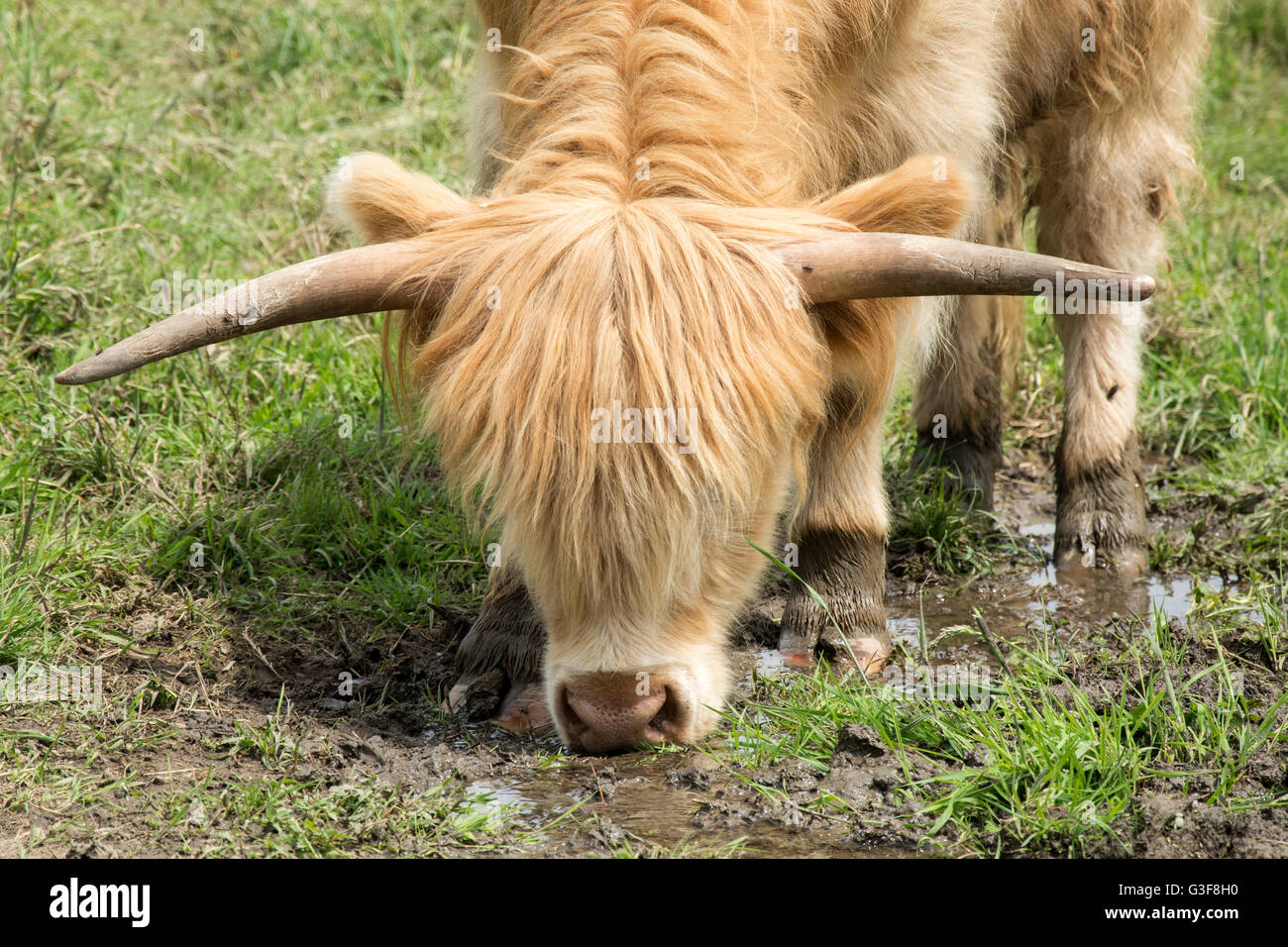 Highland cattle drinking from a muddy pool of water Stock Photo - Alamy