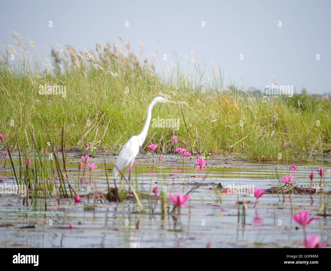 Lotus bird hi-res stock photography and images - Alamy