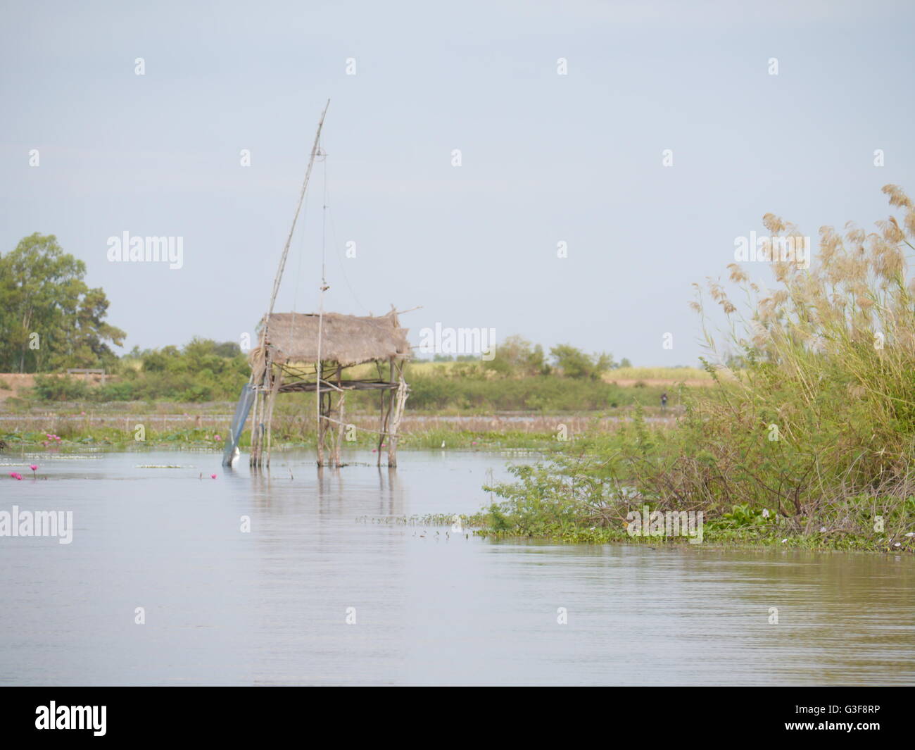 Lotus bird hi-res stock photography and images - Alamy