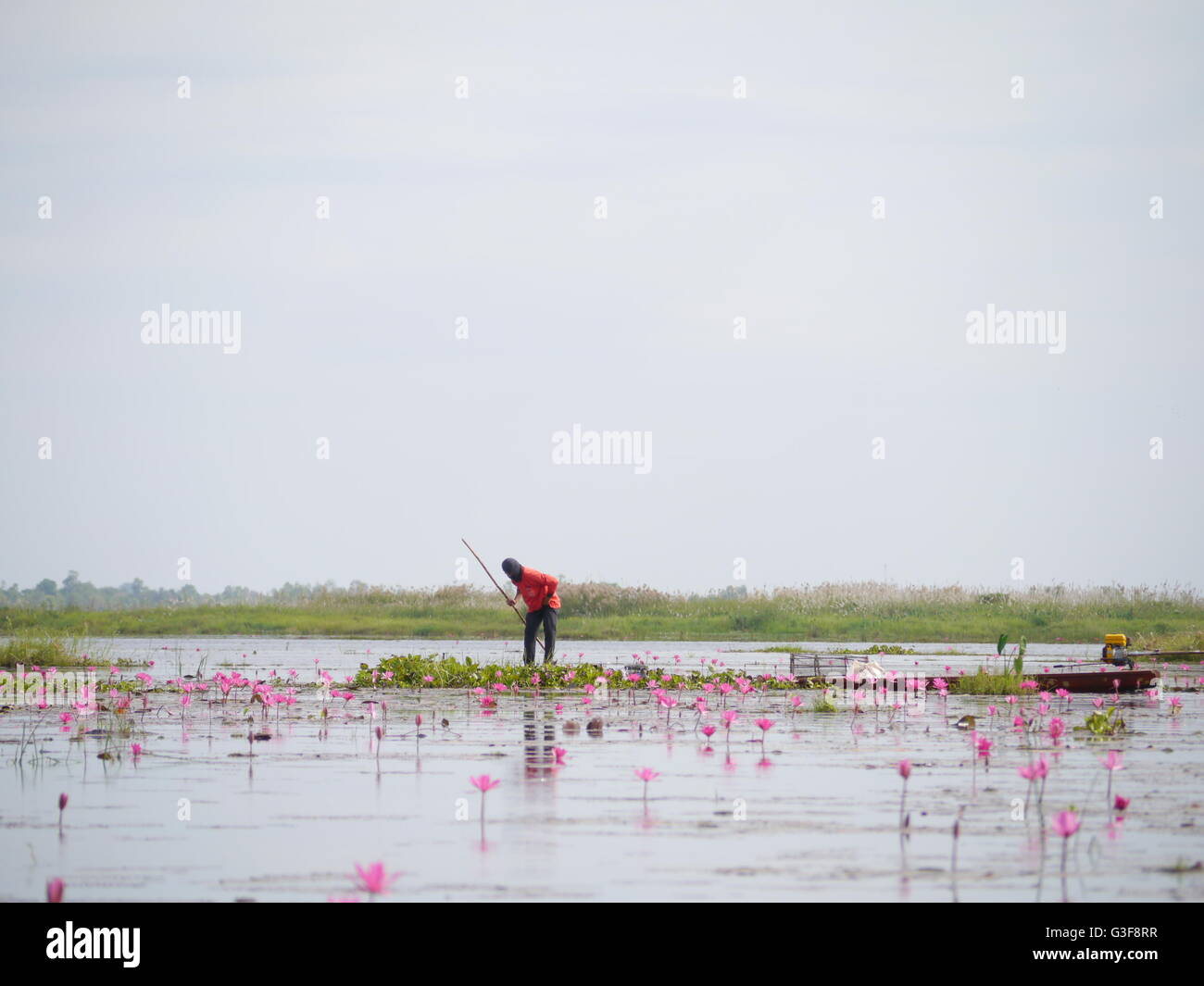 Lotus bird hi-res stock photography and images - Alamy