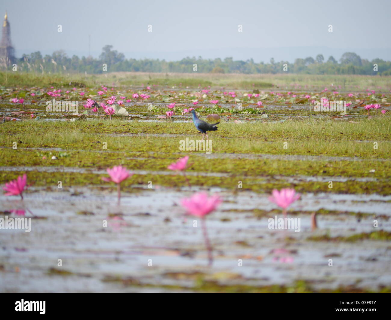 Sky lotus field pink lotus hi-res stock photography and images - Alamy