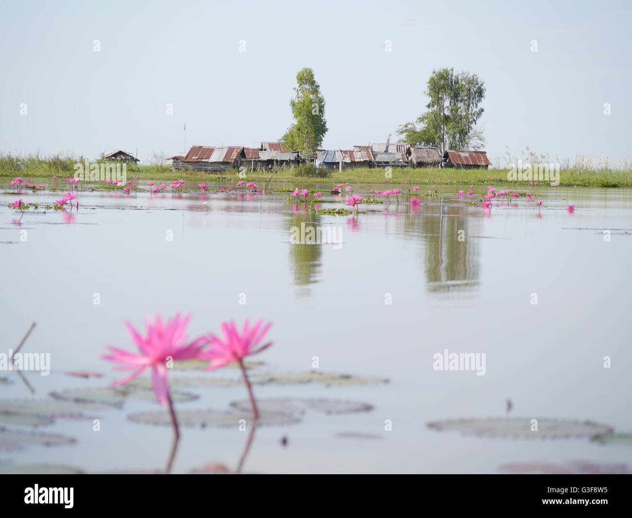 Lotus field hi-res stock photography and images - Alamy