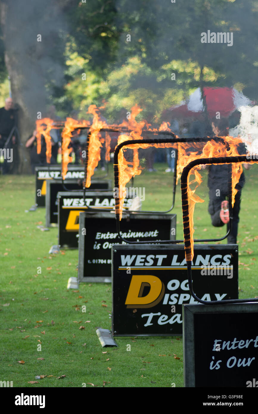dog display team fire hoops Stock Photo - Alamy