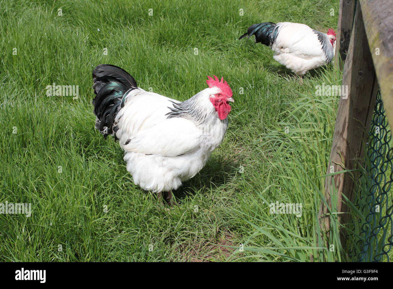Old english chicken breed hi-res stock photography and images - Alamy