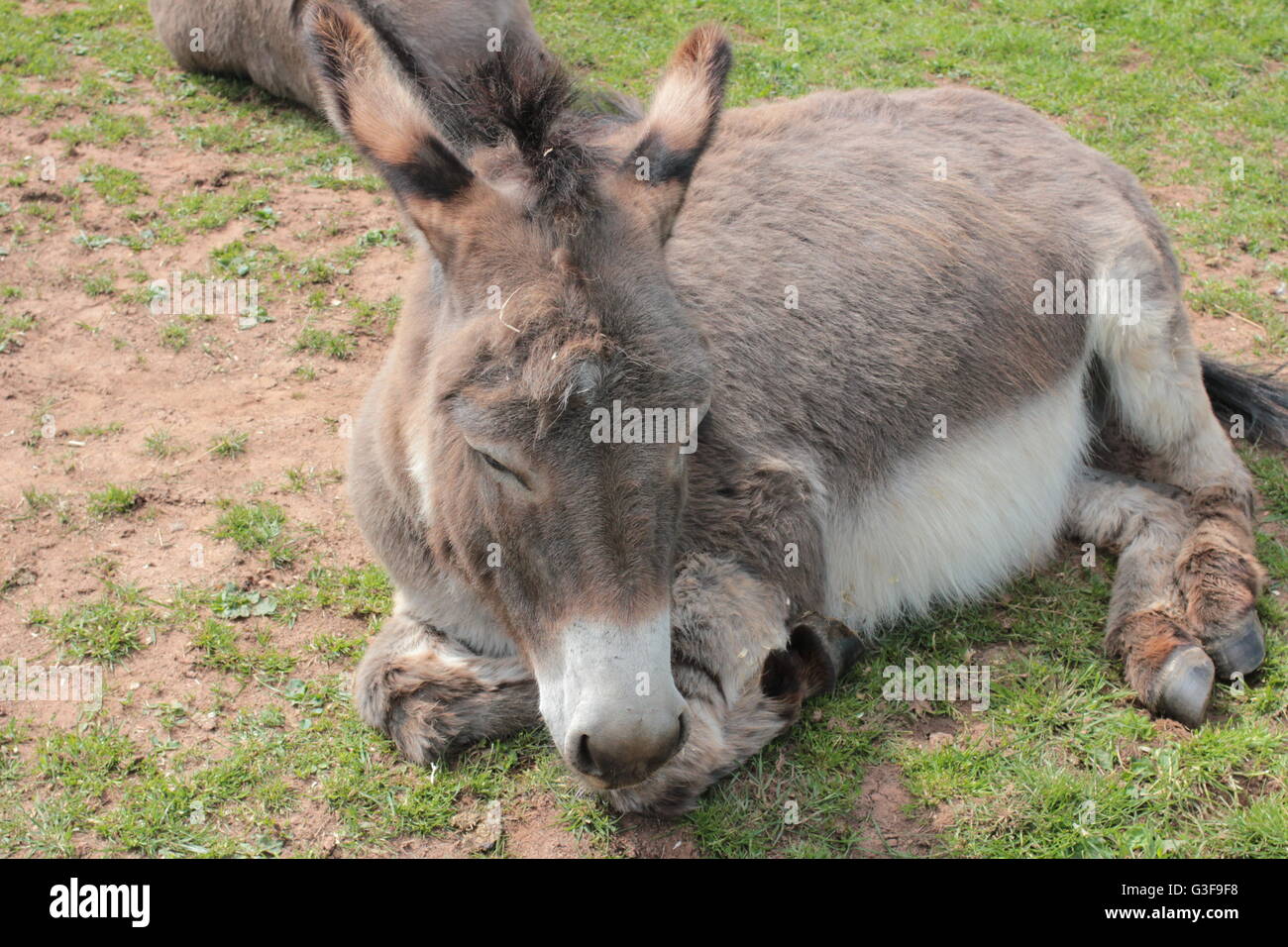 donkey or ass is a domesticated member of the horse family, Equidae ...