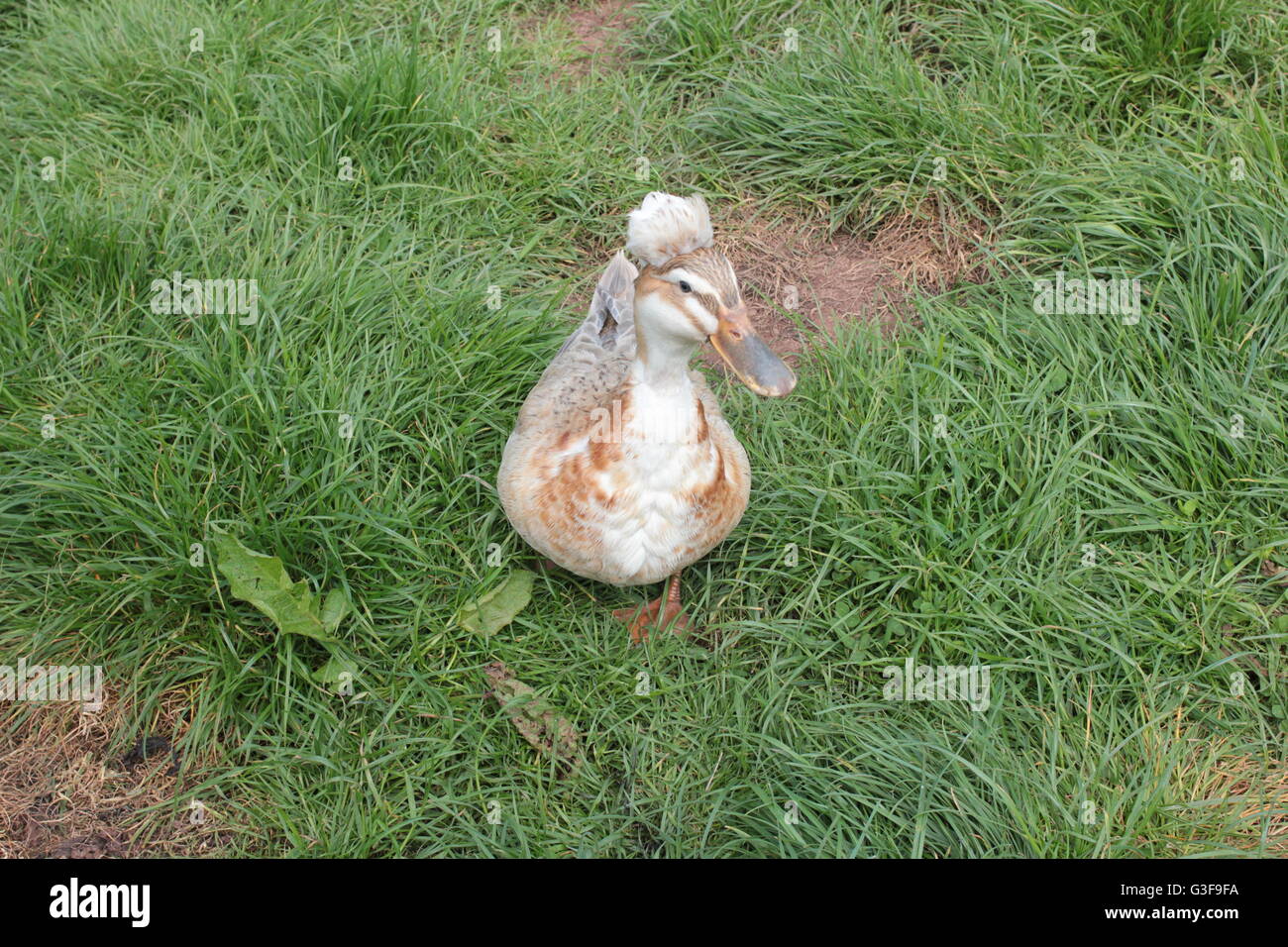 Rare breed running ducks Stock Photo - Alamy