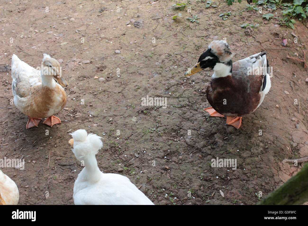 Rare breed running ducks Stock Photo - Alamy