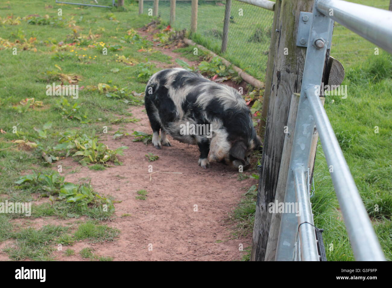 Gloucestershire Old Spots English breed of pig Stock Photo - Alamy