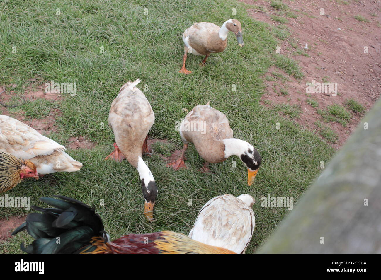 White and fawn runner Ducks Stock Photo - Alamy