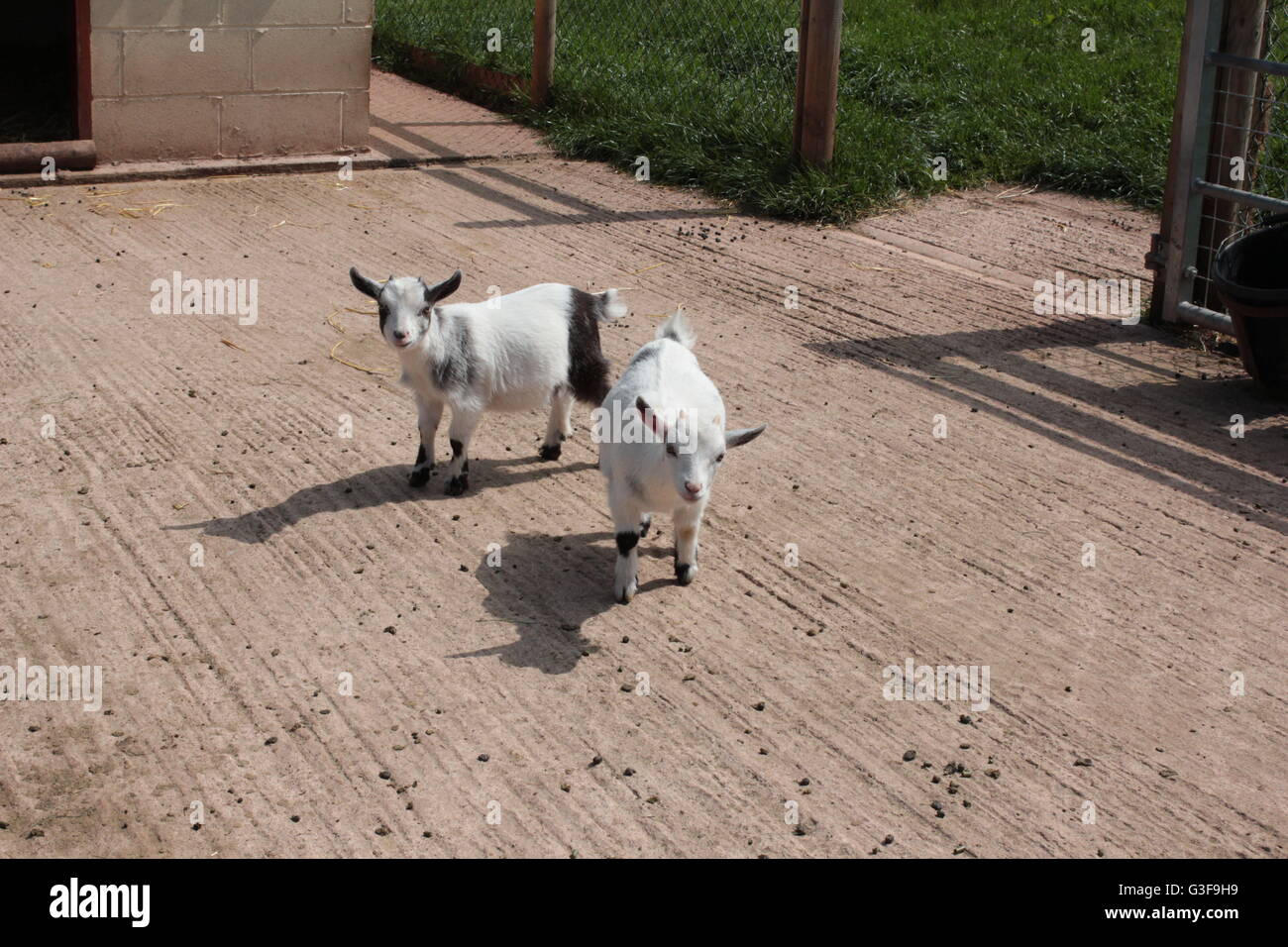 Two small kid goats Stock Photo - Alamy