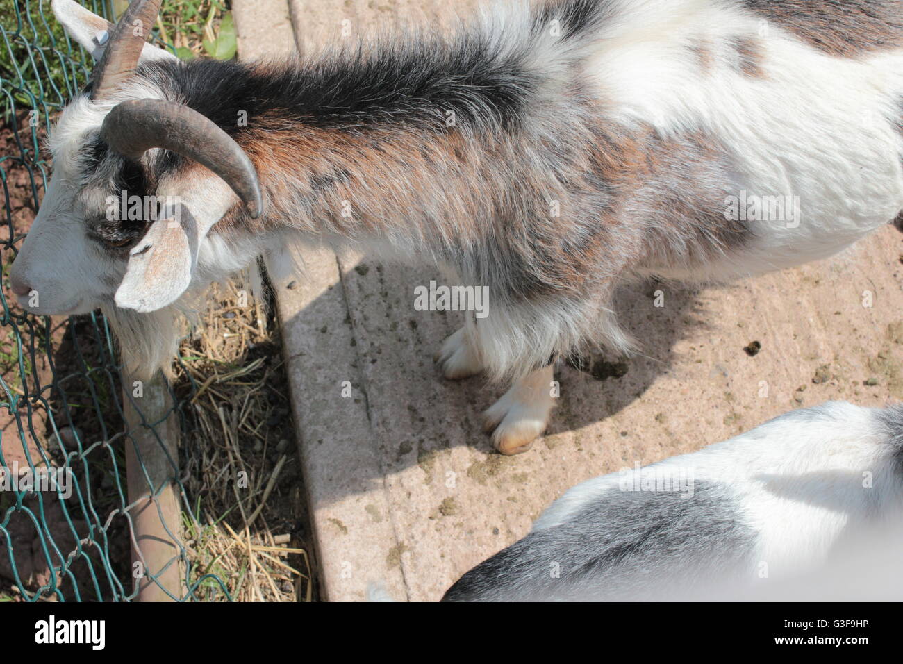 Long haired billy goat hi-res stock photography and images - Alamy