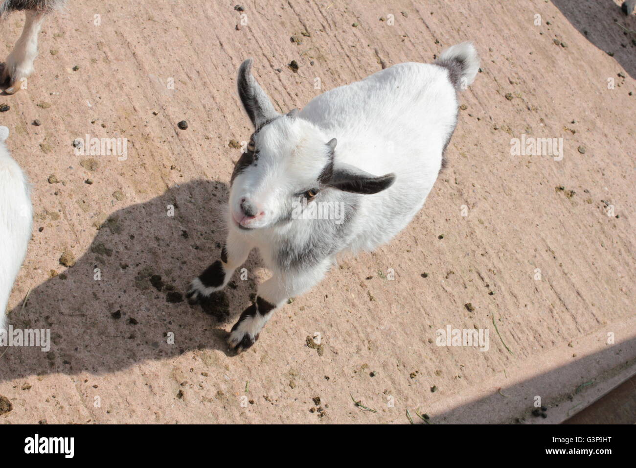 Small goat kid Stock Photo - Alamy
