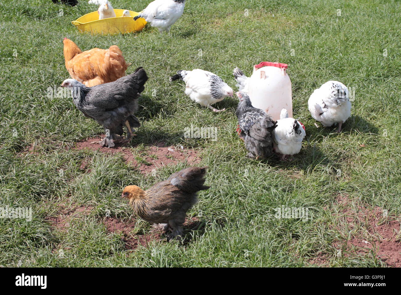 Free range chickens Stock Photo - Alamy