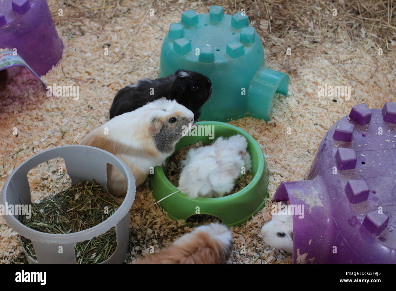 Lop Eared Rabbit And Guinea Pig High Resolution Stock Photography and ...
