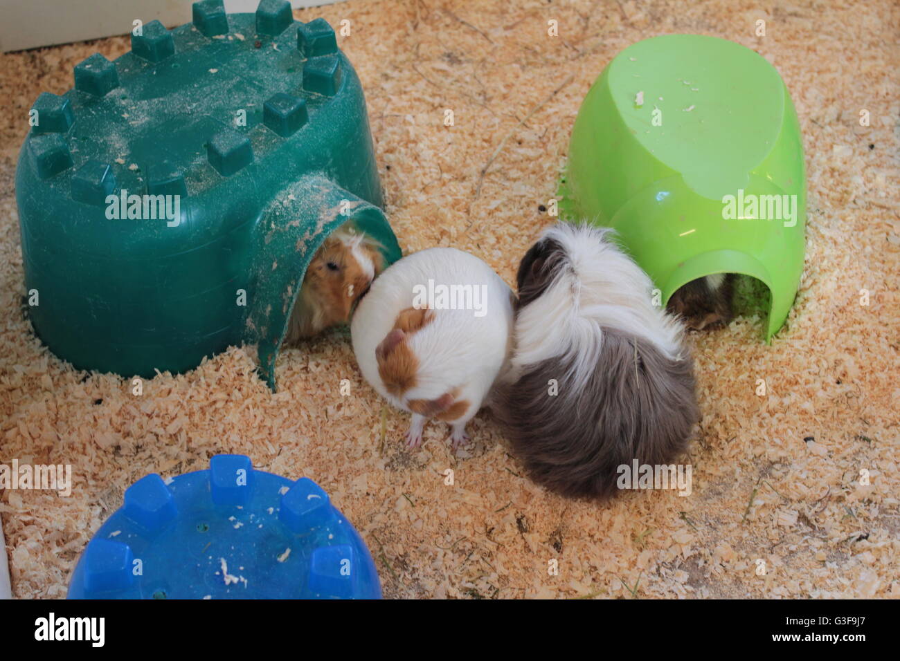 Lop Eared Rabbit And Guinea Pig High Resolution Stock Photography and ...