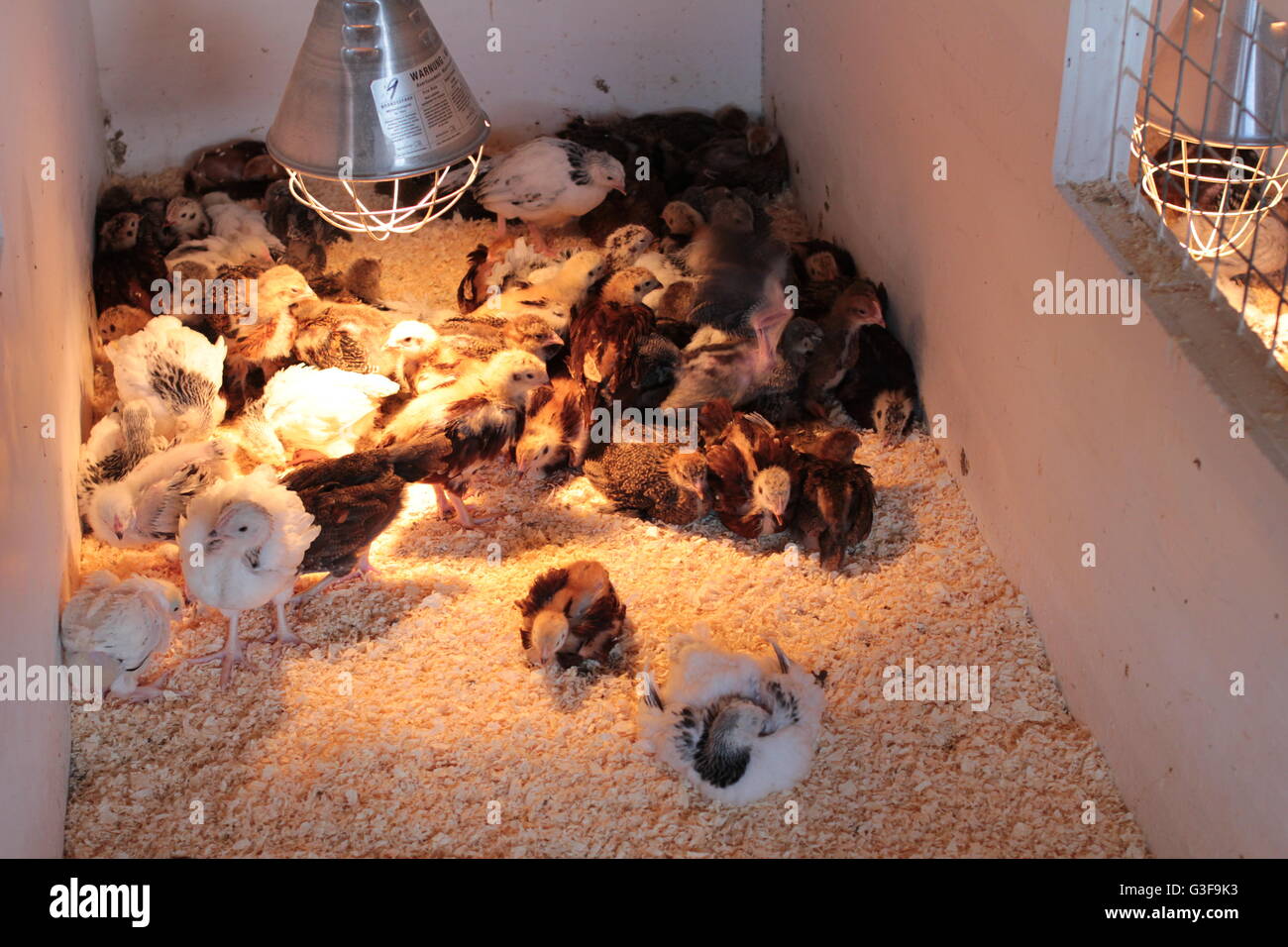 Brooder lamps hi-res stock photography and images - Alamy