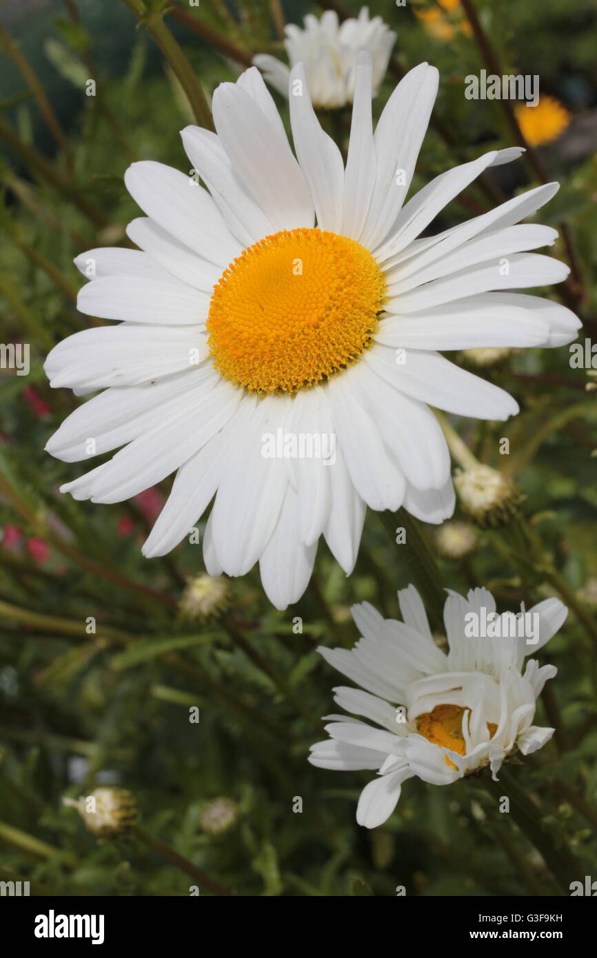 Leucanthemum Silver Princess full flower Stock Photo - Alamy