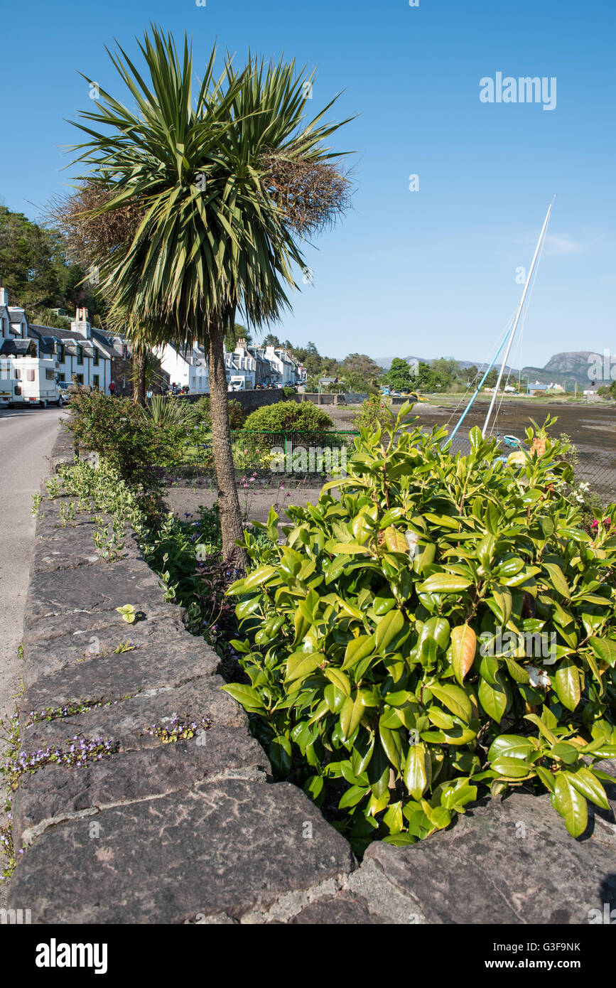 Plockton palm trees hi-res stock photography and images - Alamy