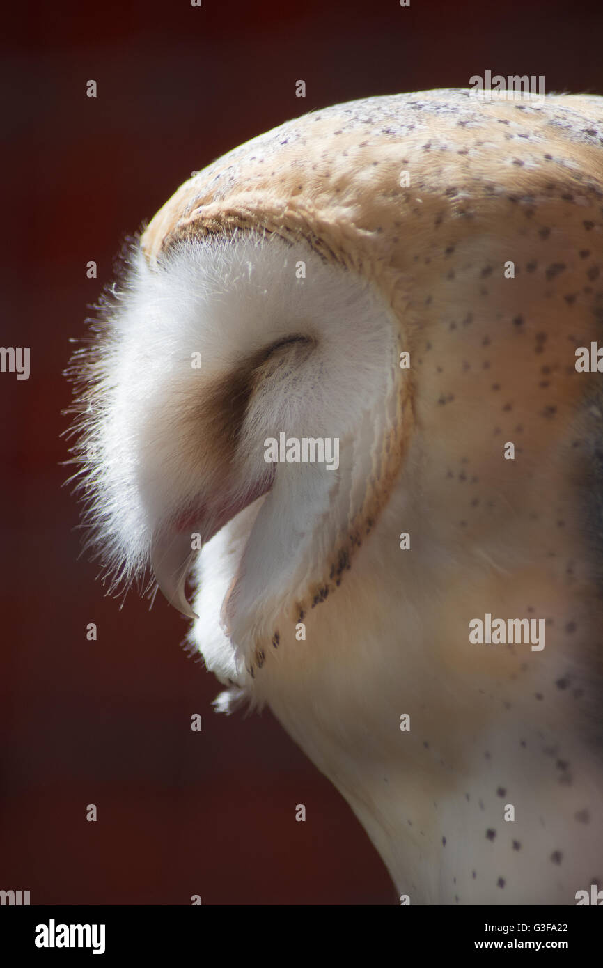Barn owl owl sleeping headshot raptor bird of prey Stock Photo - Alamy