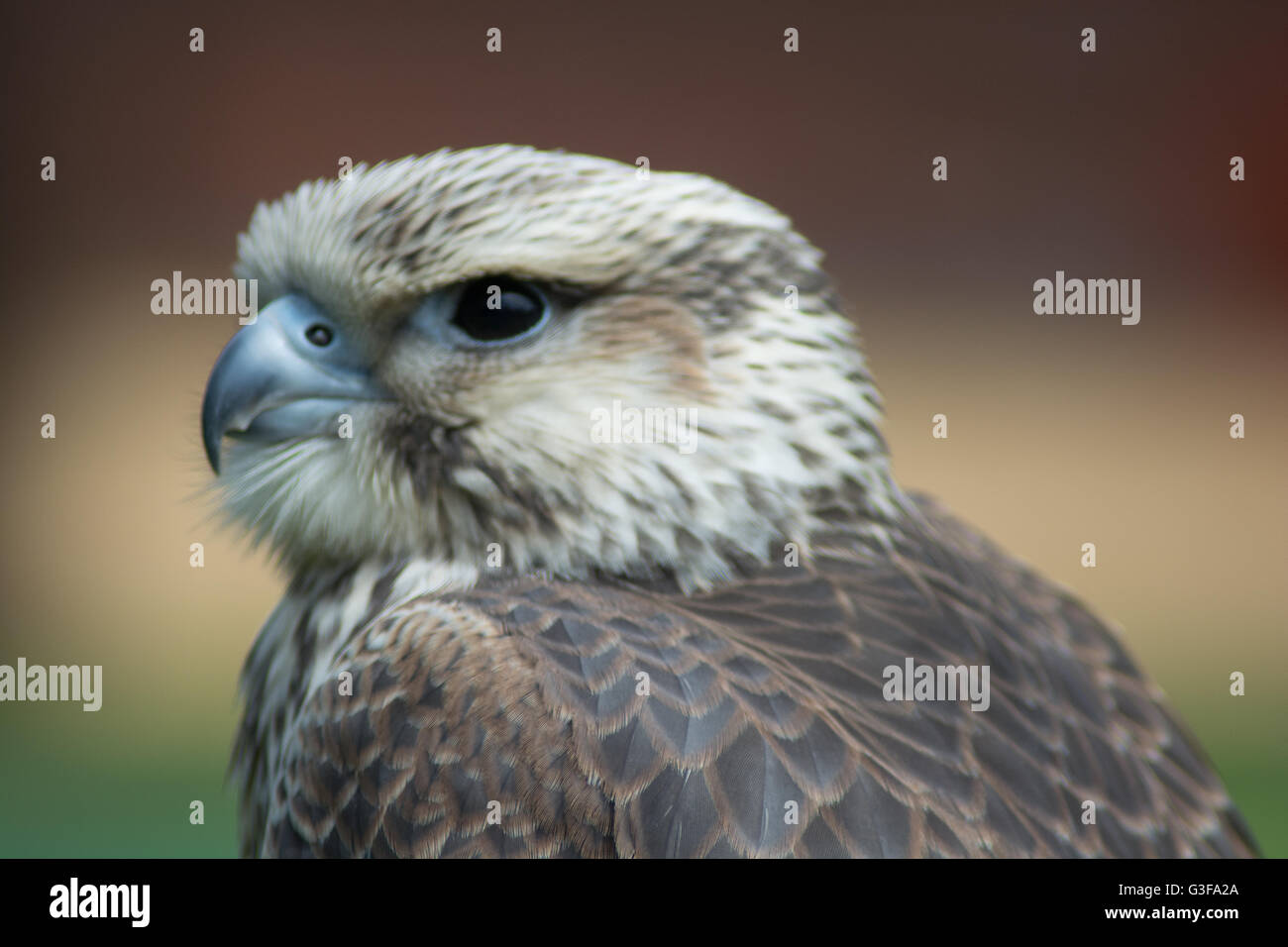 falcon bird of prey raptor Stock Photo - Alamy