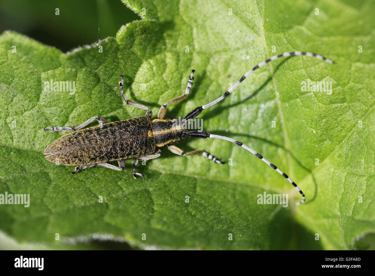 Longhorned beetles hi-res stock photography and images - Alamy