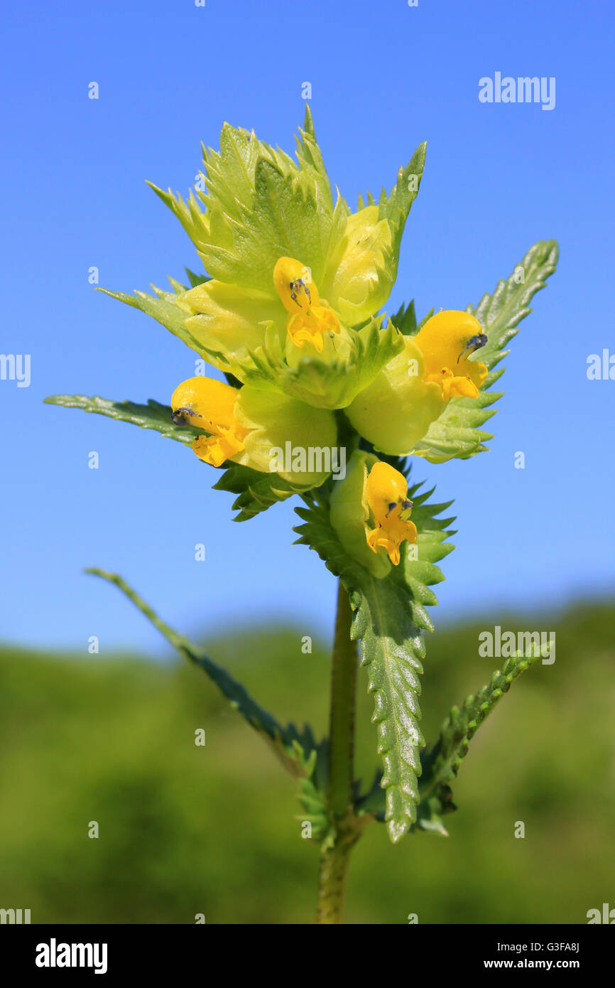 Yellow Rattle or Cockscomb Rhinanthus minor Stock Photo - Alamy